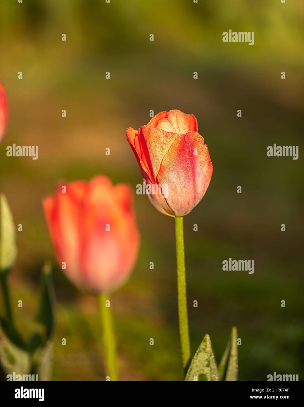 Pink Tulip pair in Garden pink color Stock Photo - Alamy