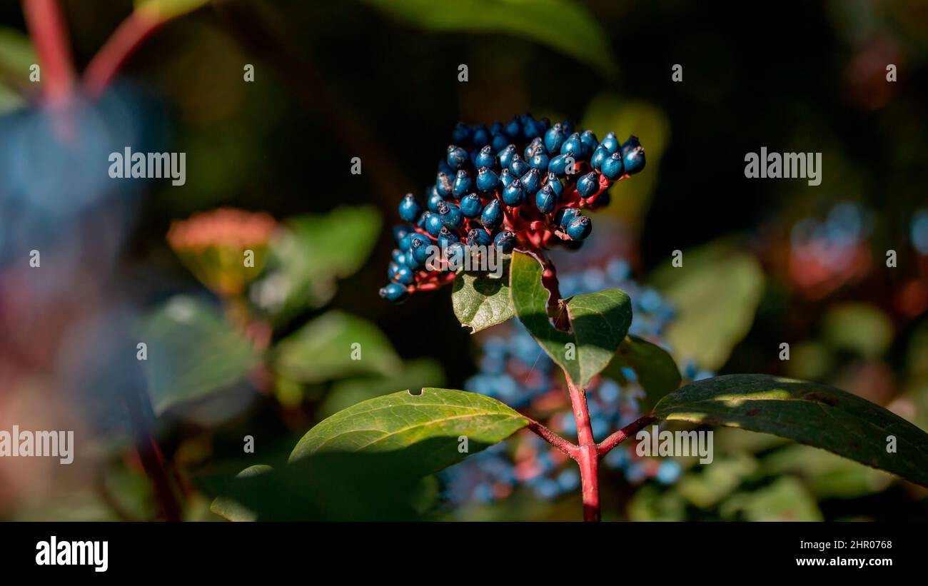 Laurustine (Viburnum tinus) fruits, Gard, France Stock Photo - Alamy