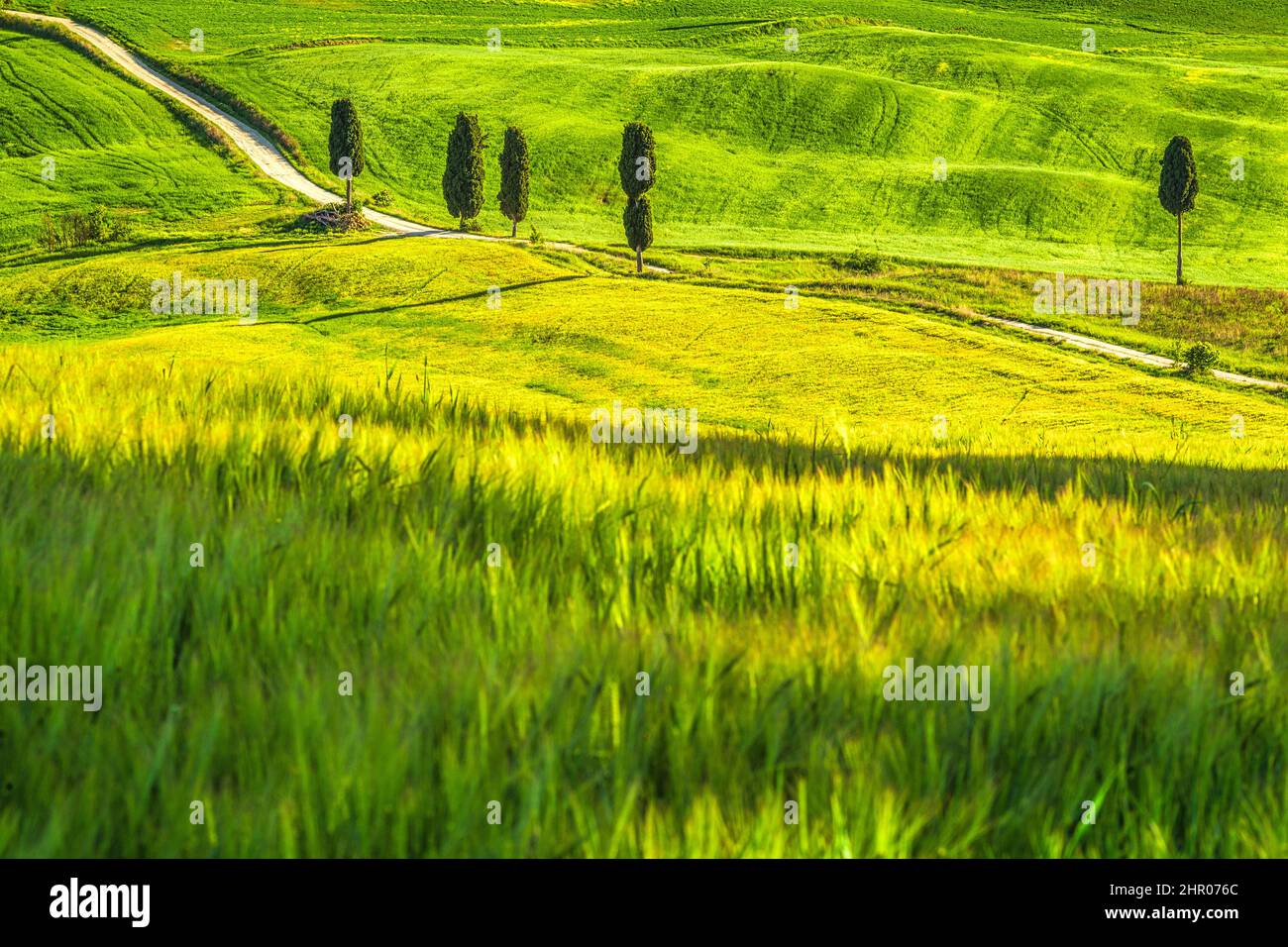 Landscape with a cypresses lined path near Pienza town. Val d'Orcia in ...