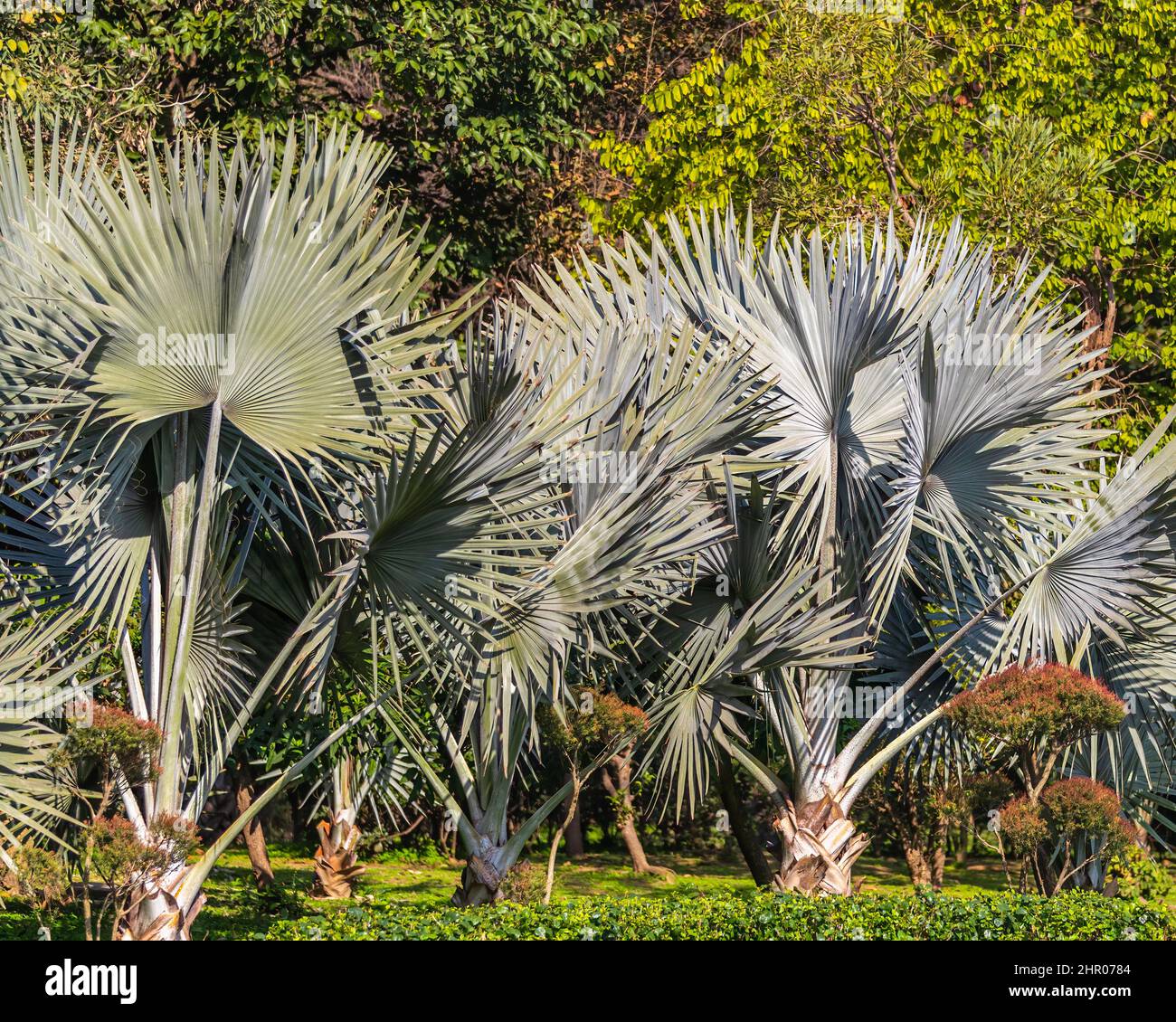 Silver palm hi-res stock photography and images - Alamy