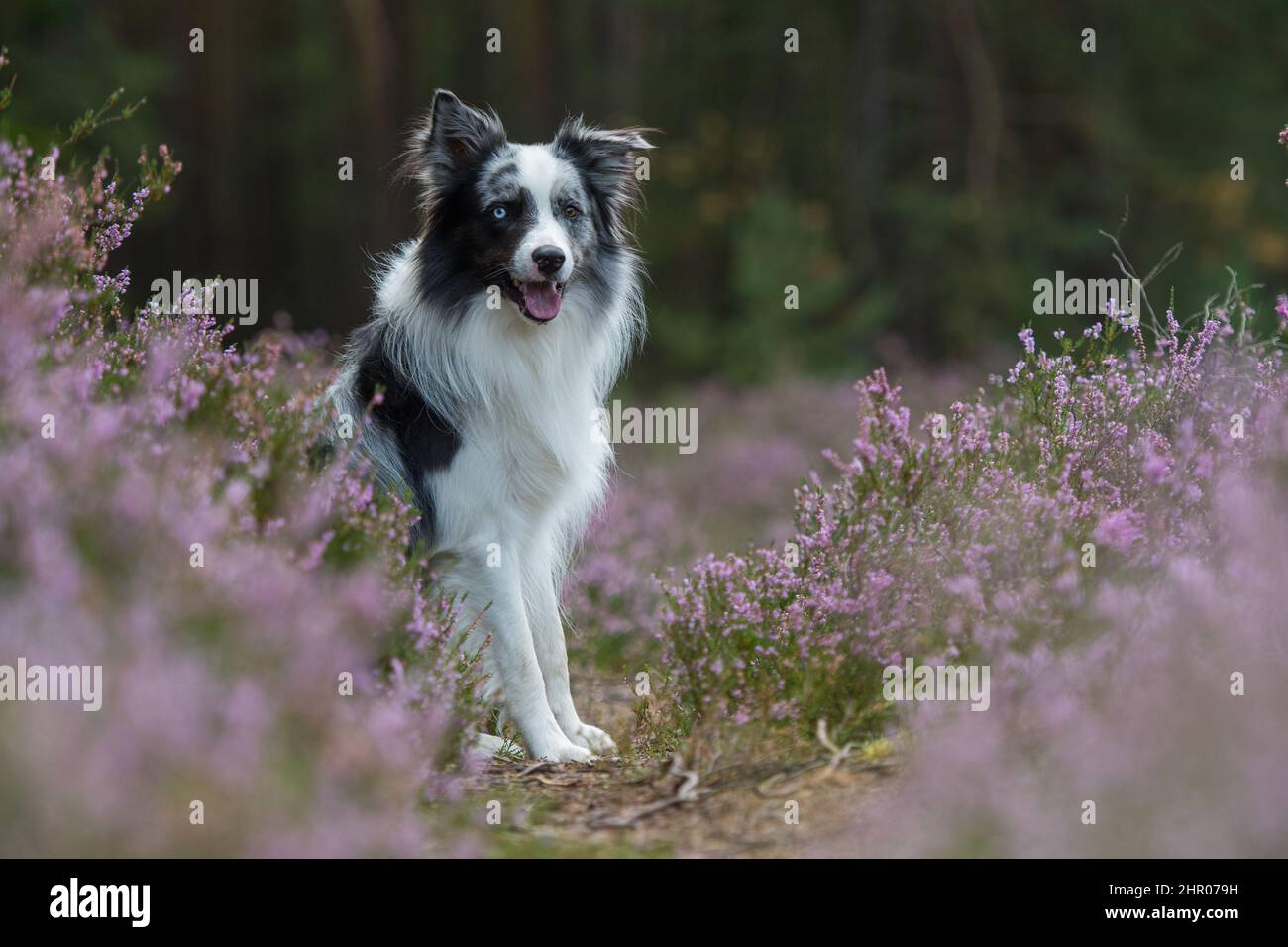Border collie dog in heather landscape Stock Photo - Alamy