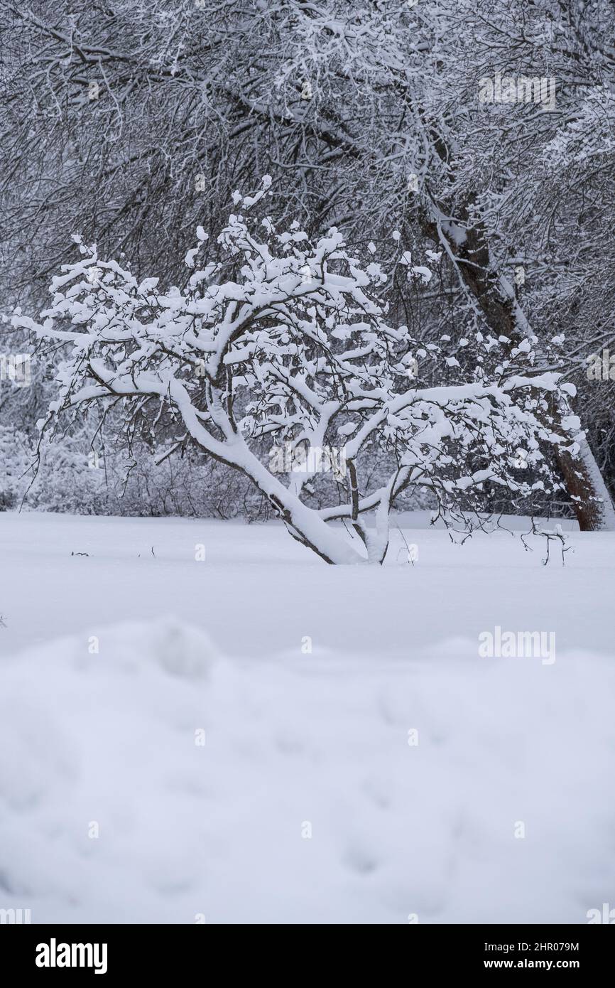 Helsinki / Finland - FEBRUARY 24, 2022: Snow-covered roads and parks in ...