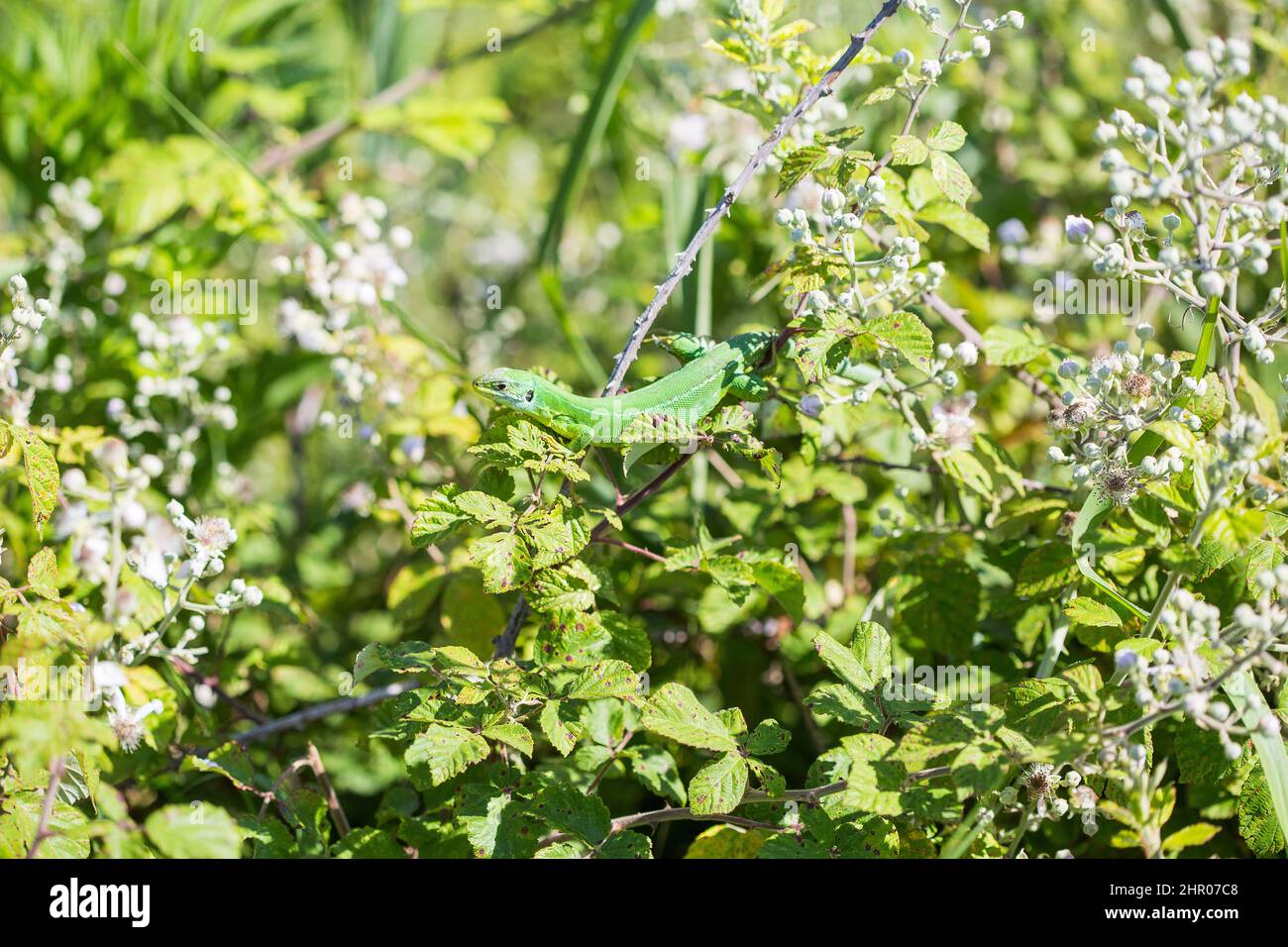 Green lizard (Lacerta viridis), Courthezon salt pond sensitive natural ...