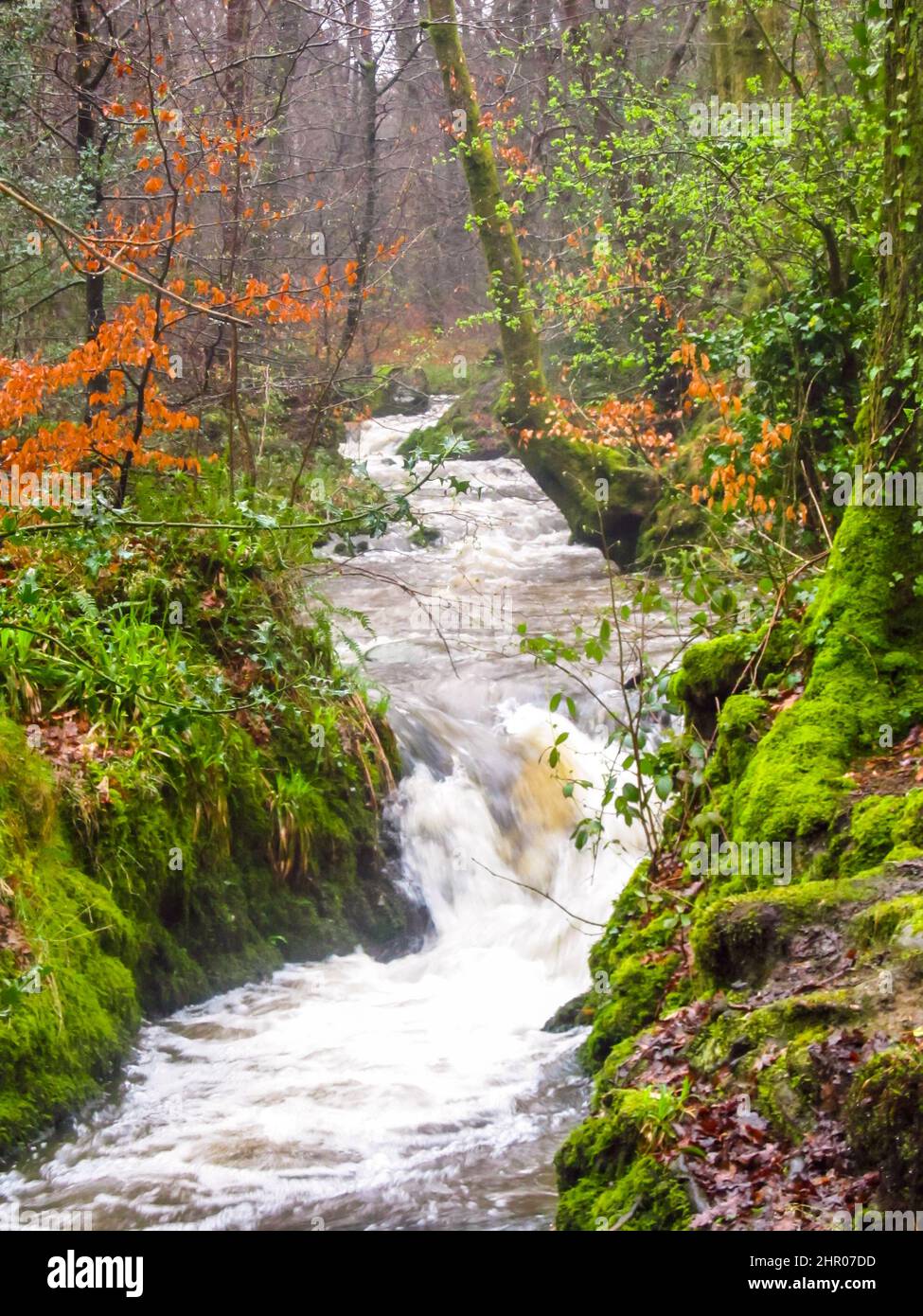 A small rapid in a small fast flowing Stream in a woodland in the Lake ...