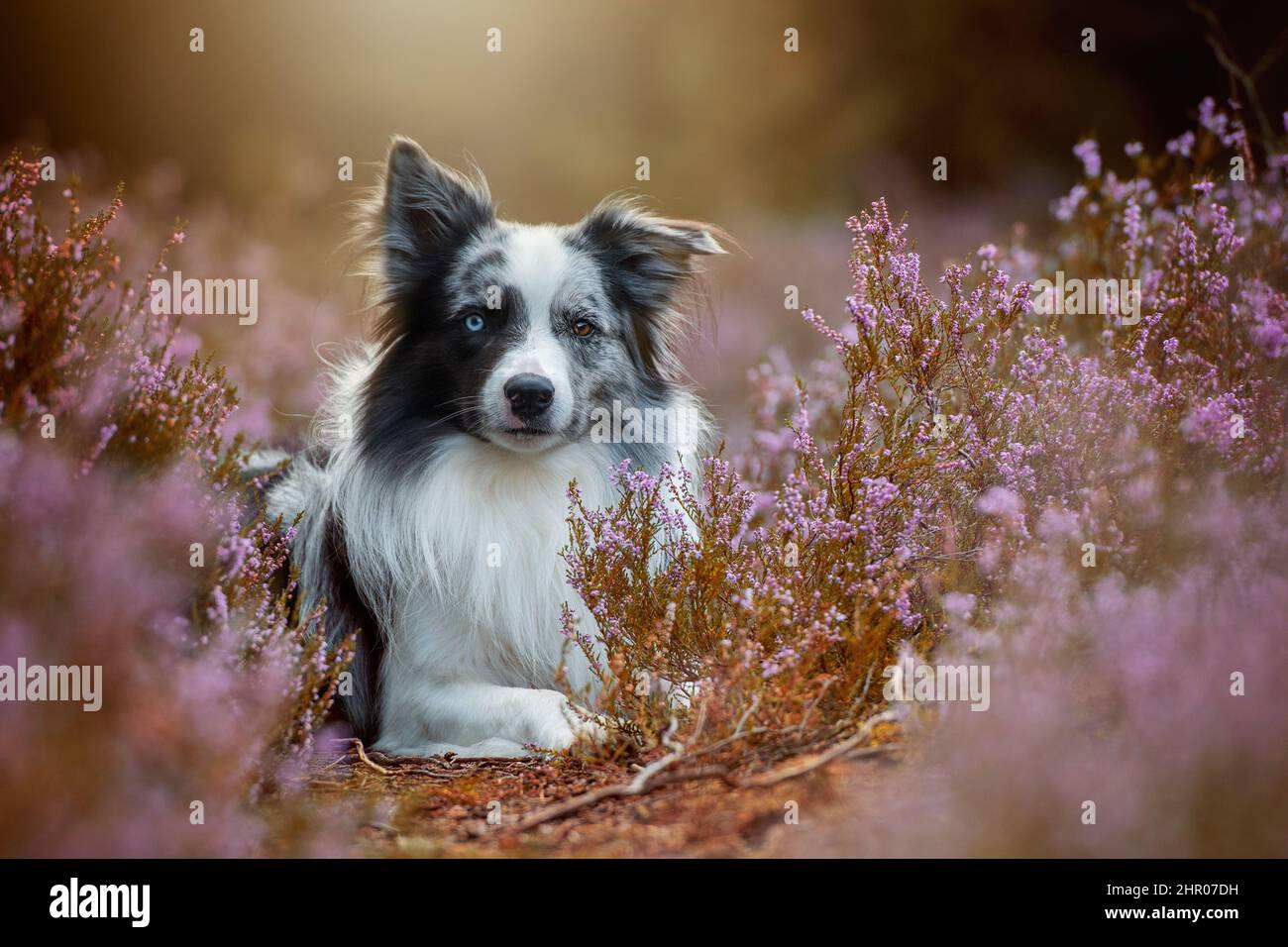 Border collie dog in heather landscape Stock Photo - Alamy