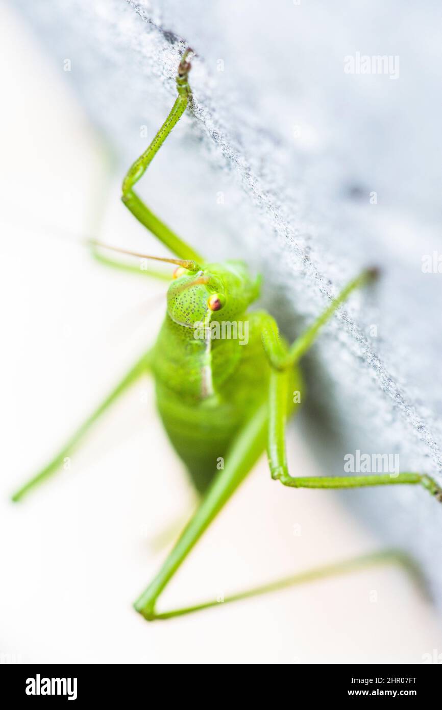 Fuzzy greens hi-res stock photography and images - Alamy
