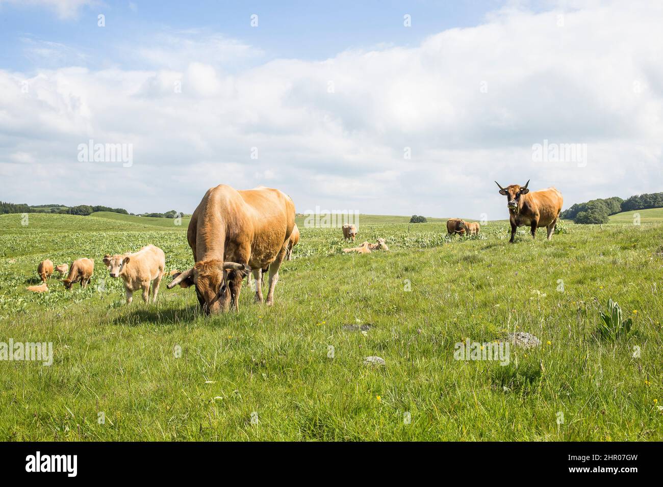 Aubrac cows, Aubrac Regional Nature Park, Massif Central, France Stock ...