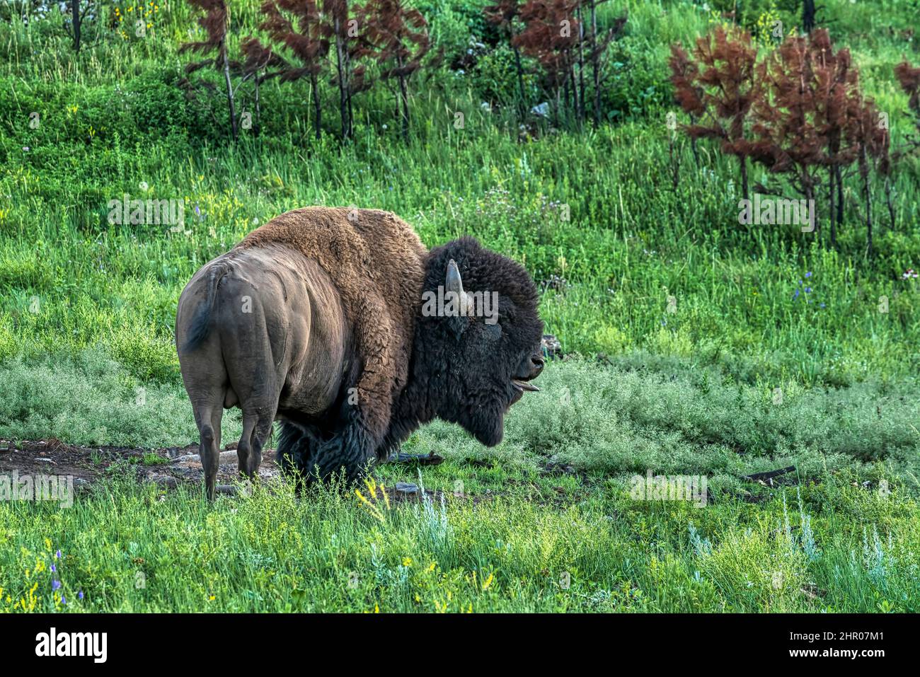 Bison in Custer State Park in the Black Hills of South Dakota Stock ...