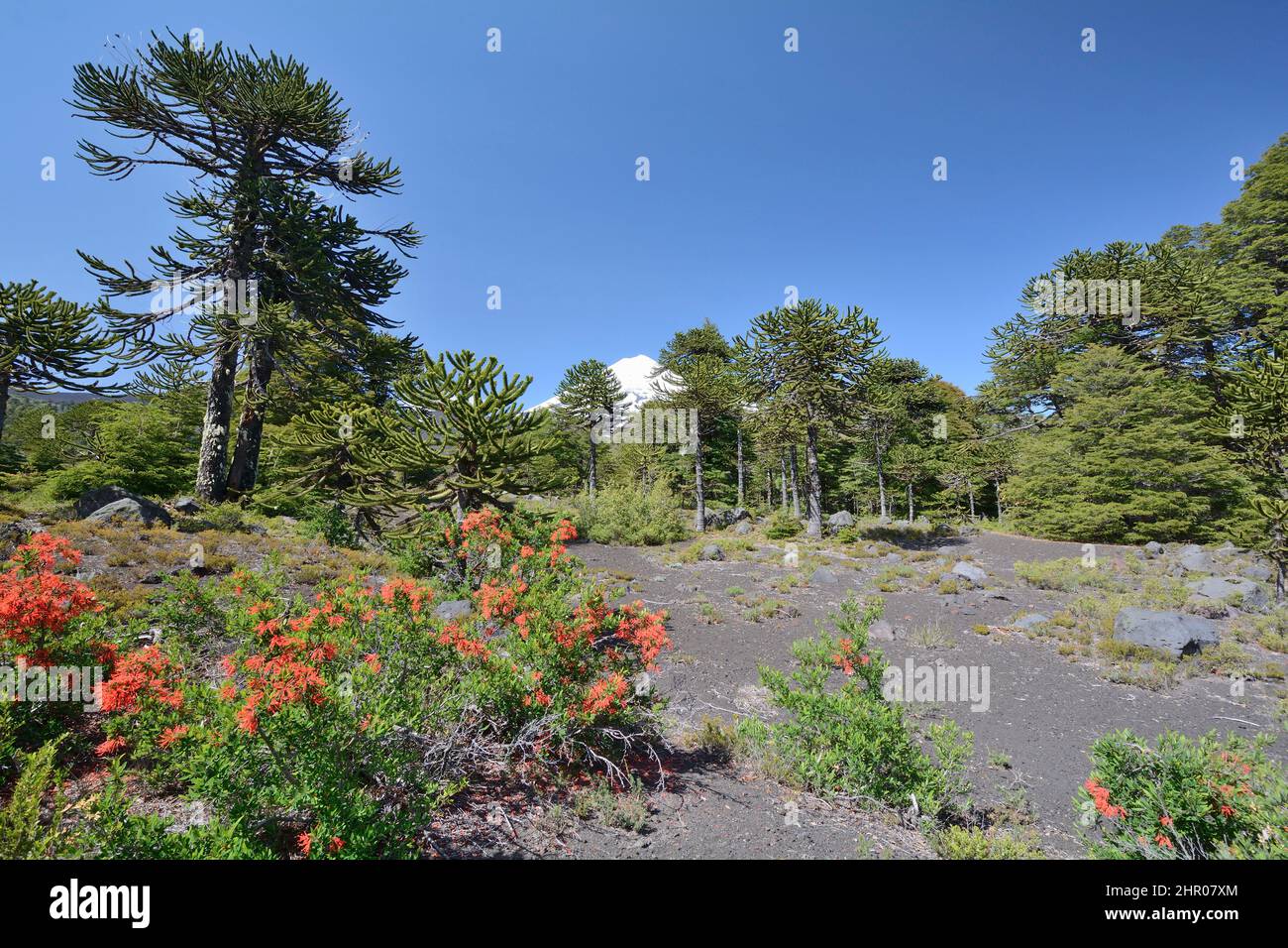 Llaima volcano with Monkeypuzzle tree (Araucaria araucana) and Notro ...