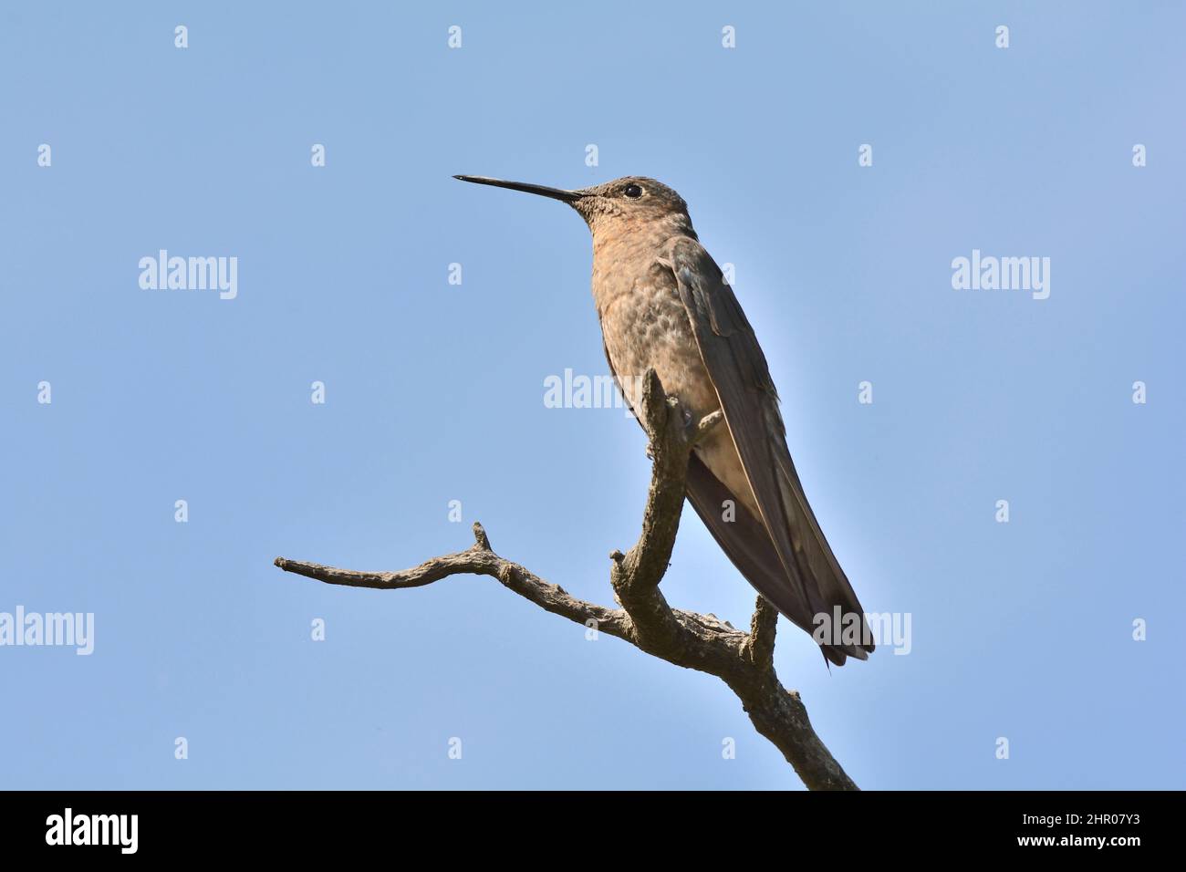 Giant Hummingbird (Patagona gigas) on a branch in spring, Cerro Mauco ...