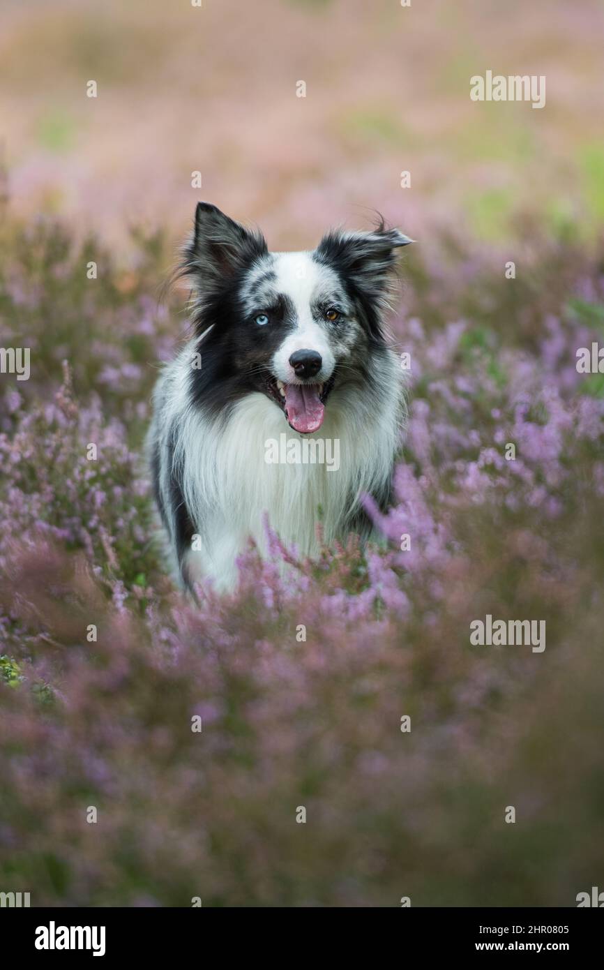 Border collie dog in heather landscape Stock Photo - Alamy