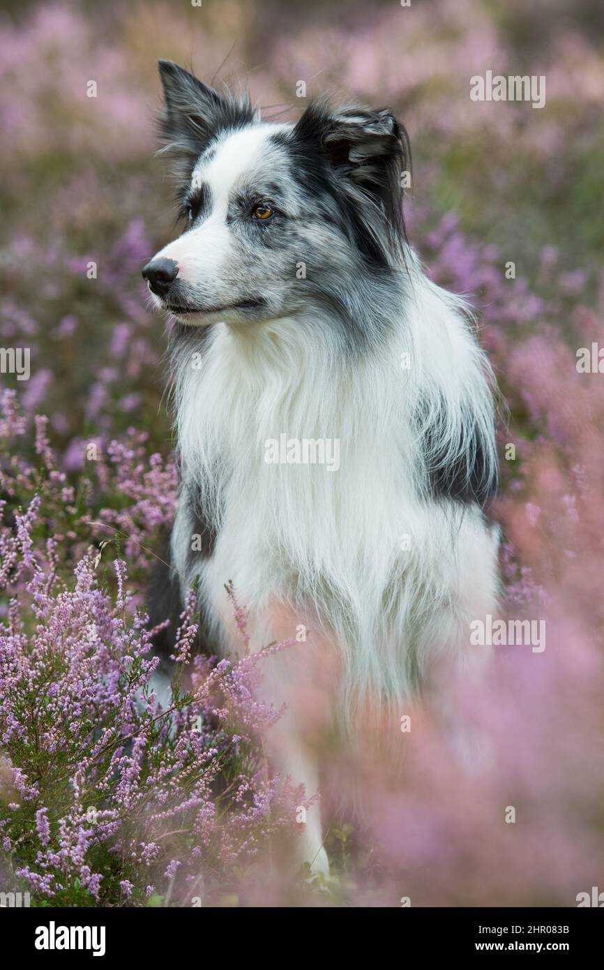 Border collie dog in heather landscape Stock Photo - Alamy