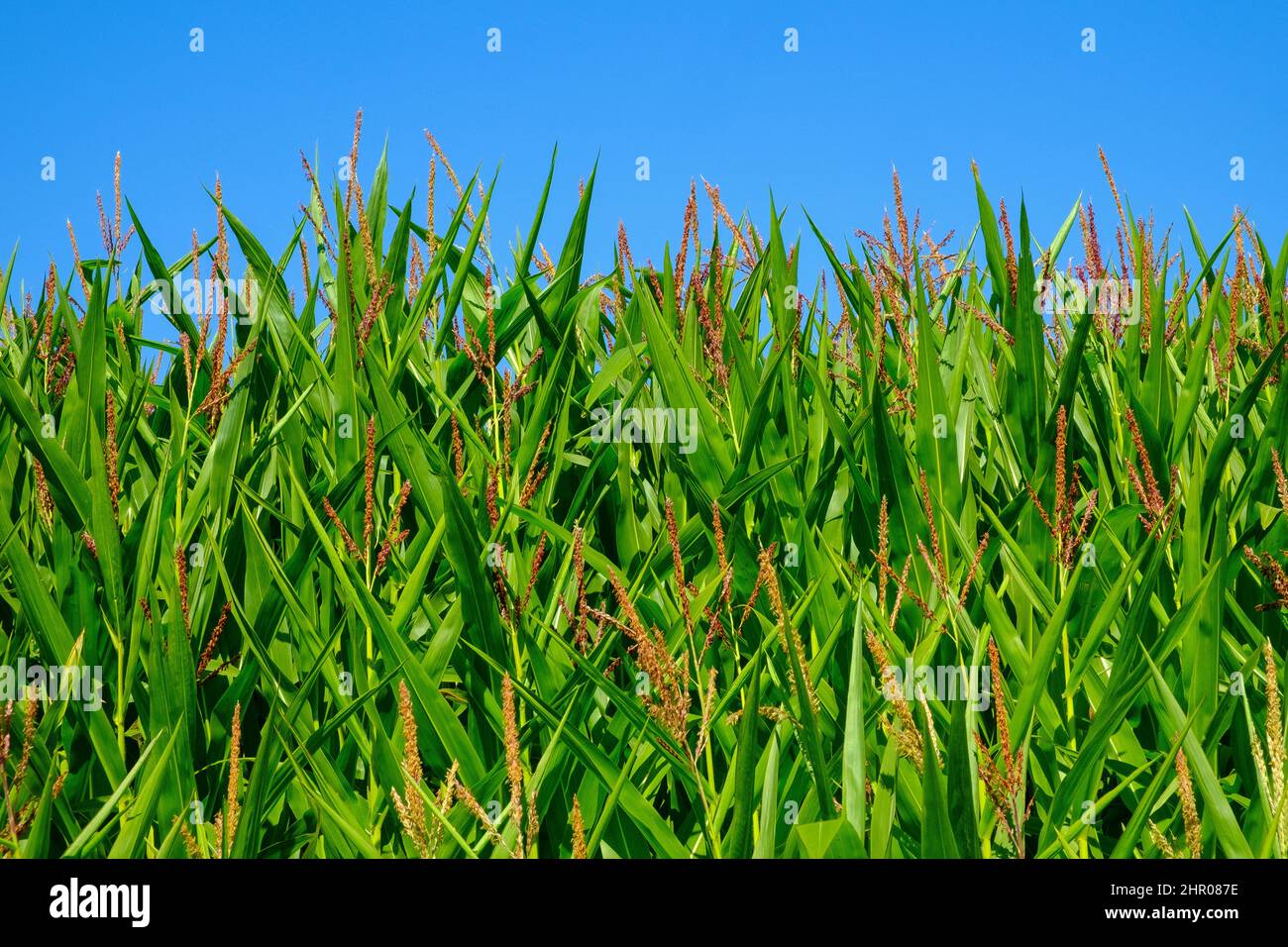 crop of maize Stock Photo - Alamy
