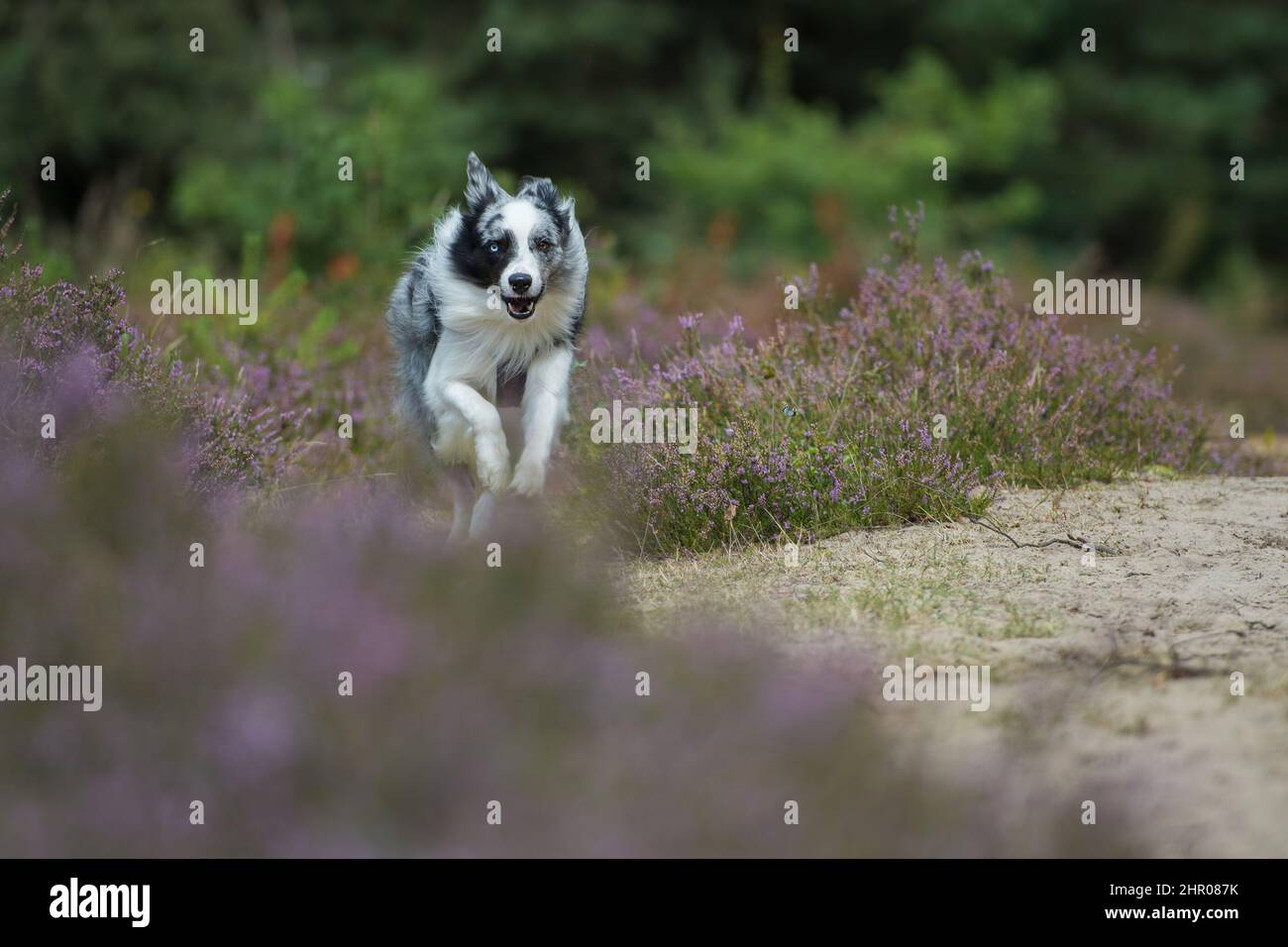 Border collie dog in heather landscape Stock Photo - Alamy