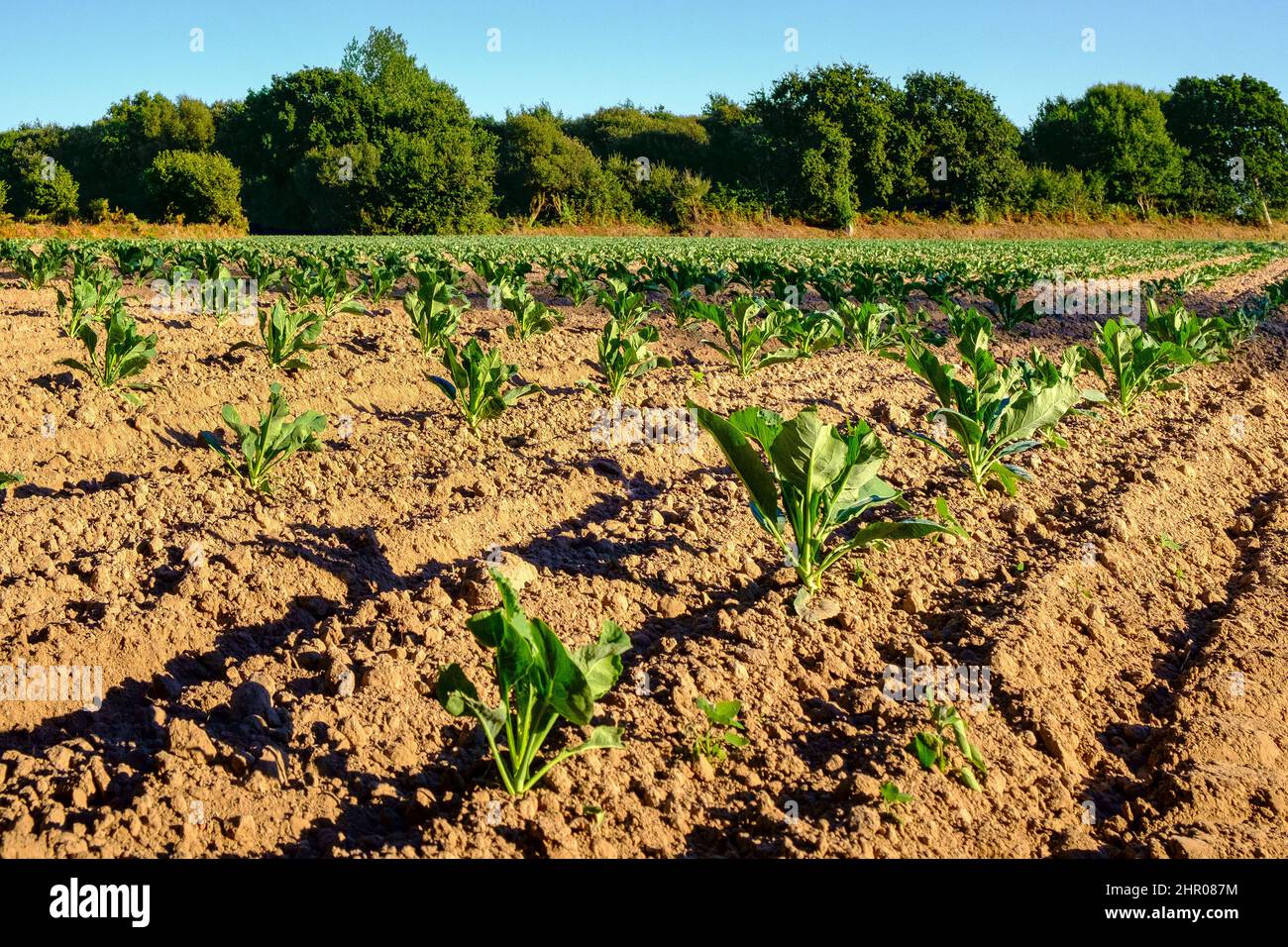 field of crops Stock Photo - Alamy