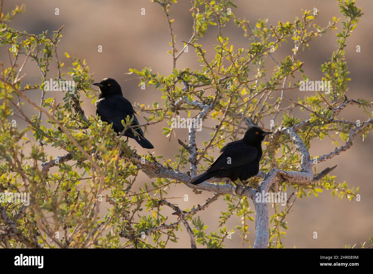 Pale-winged Starling (Onychognathus nabouroup) on a branch, Namibia ...