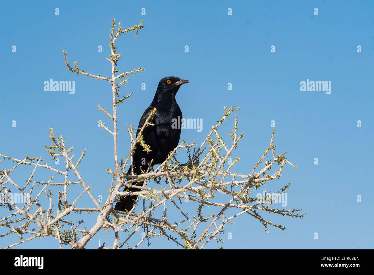 Pale-winged Starling (Onychognathus nabouroup) on a branch, Namibia ...