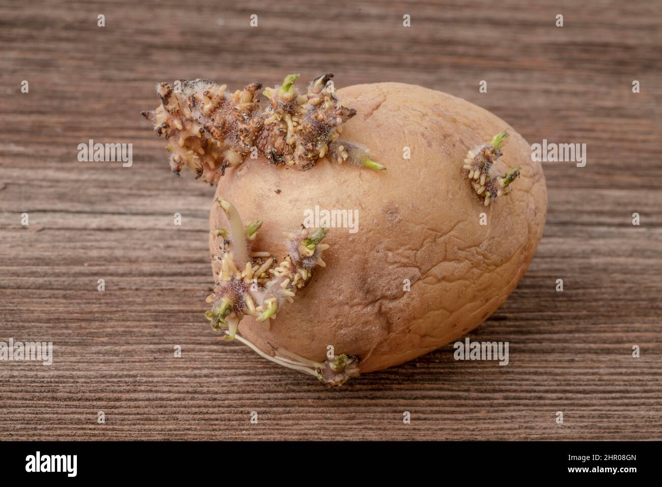 Spoiled potatoes hi-res stock photography and images - Alamy