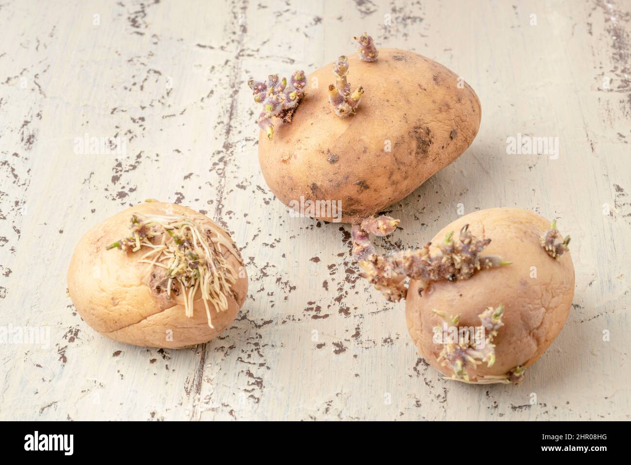 Spoiled potatoes hi-res stock photography and images - Alamy