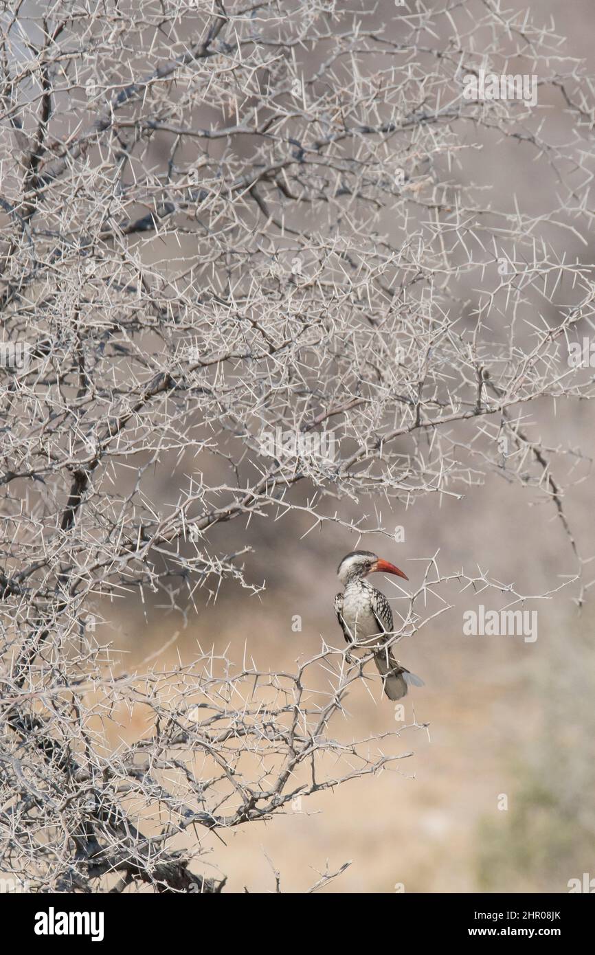 Southern Red-billed Hornbill (Tockus rufirostris) in a spiny tree ...