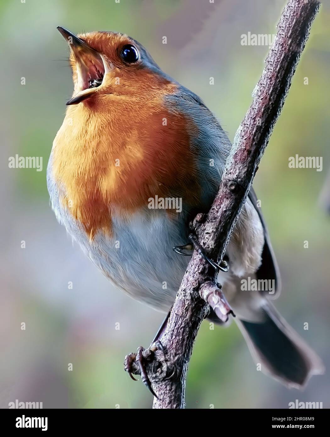 Singing beach fishing hi-res stock photography and images - Alamy