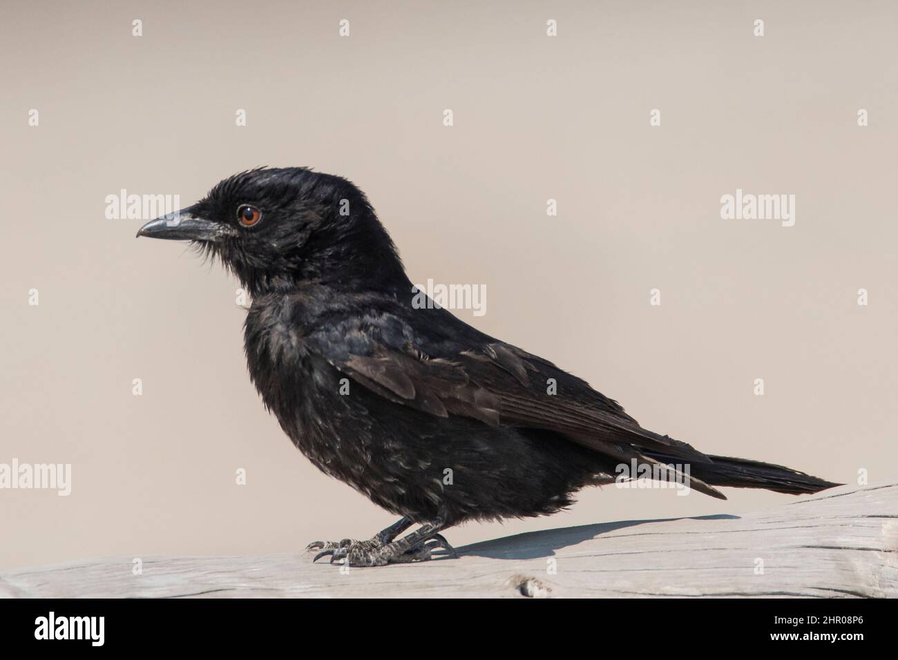 Fork-tailed Drongo (Dicrurus adsimilis) on wood, Etosha National Park ...