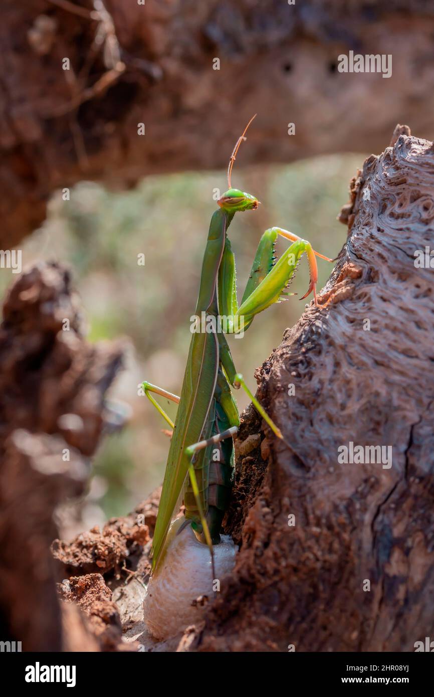 Female Praying mantis (Mantis religiosa) laying egg casing, Gard ...