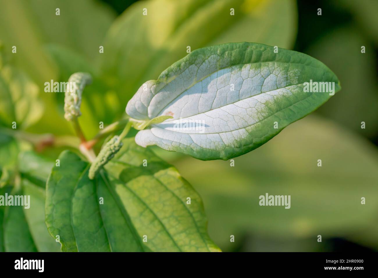 Asian lizard's tail (Saururus chinensis), filtering plant for natural ...