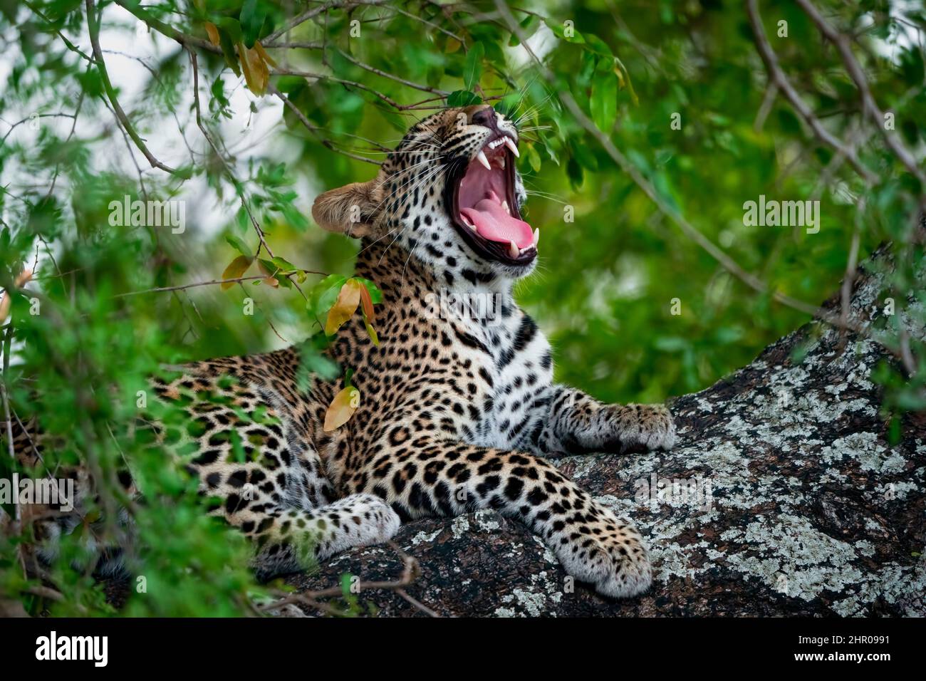 Leopard (Panthera Pardus) female yawning in a African ebony or jackal ...