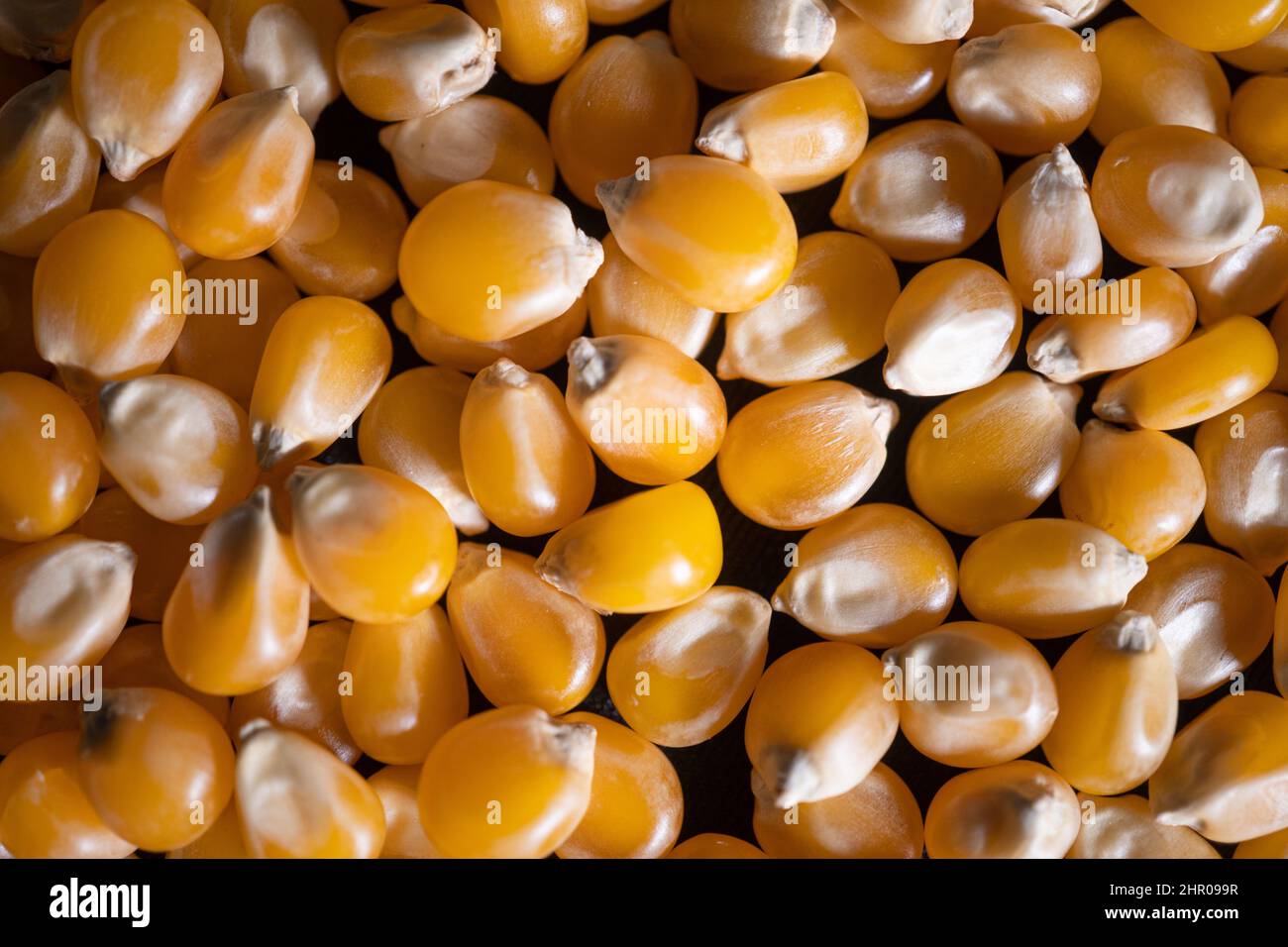 Heap of raw popcorn grains texture Yellow background Stock Photo - Alamy