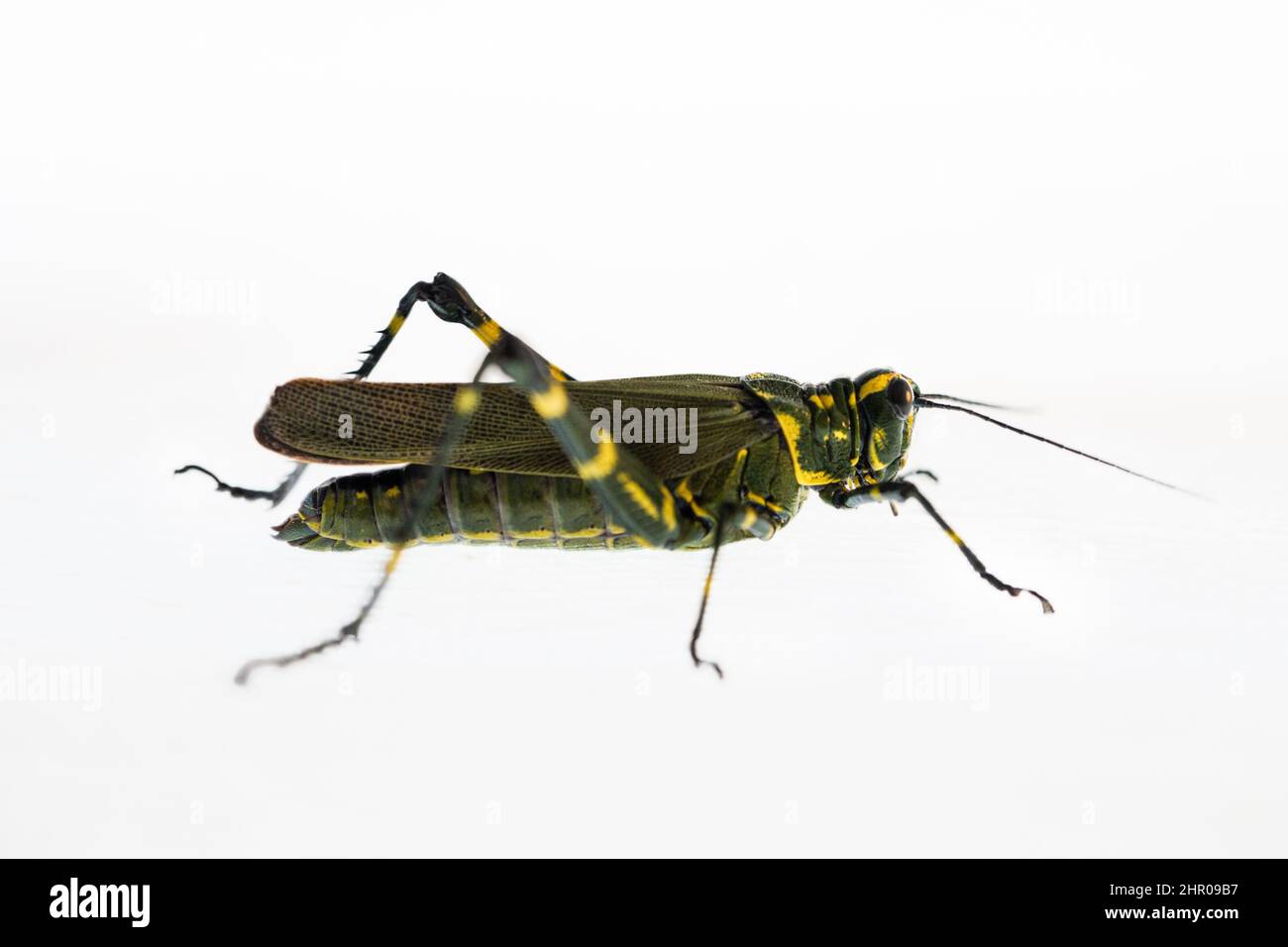 Grasshopper in front of white background Stock Photo - Alamy