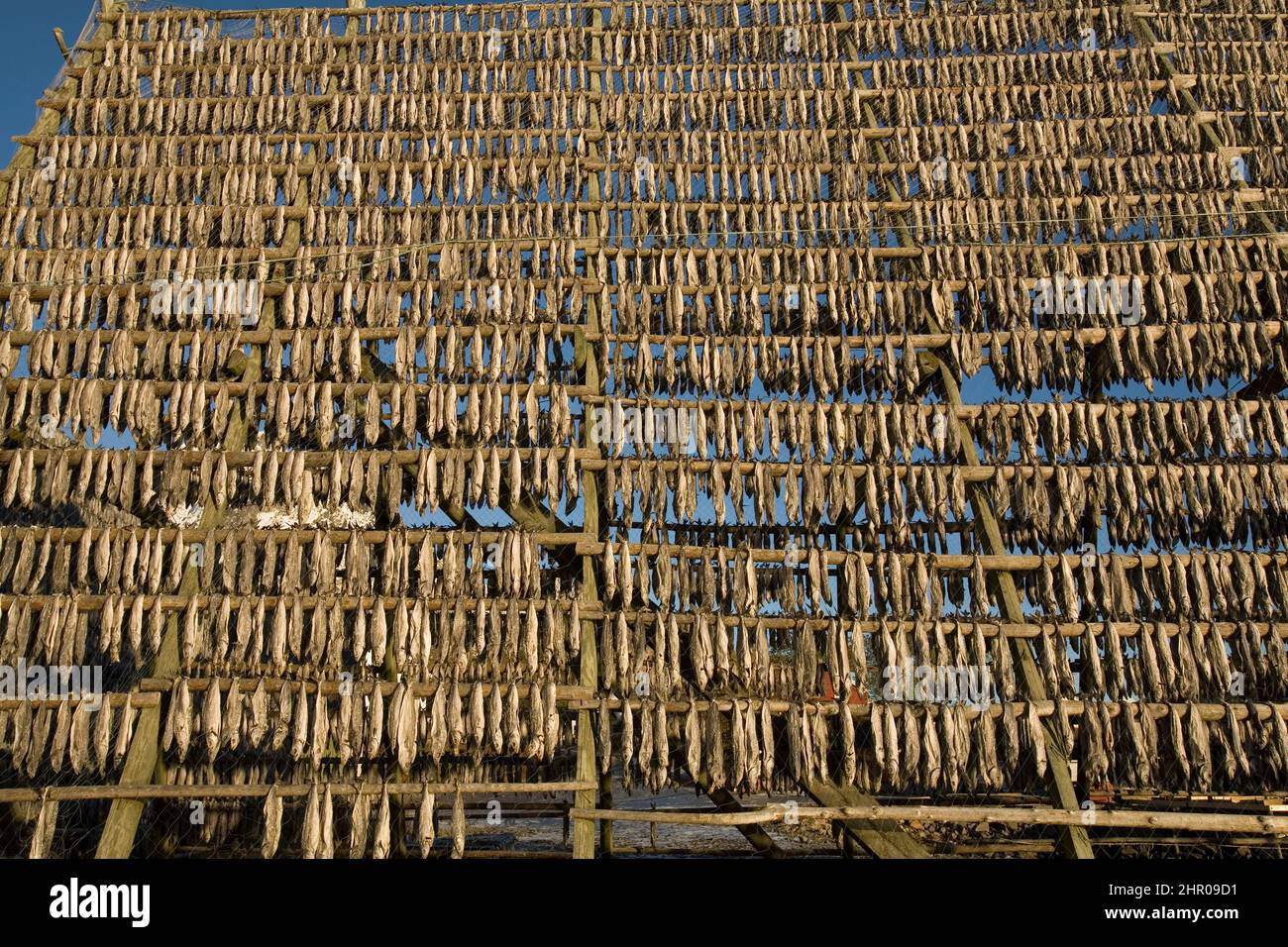 Stockfish, cod hung out to dry on racks, Svolvaer, Lofoten Islands ...