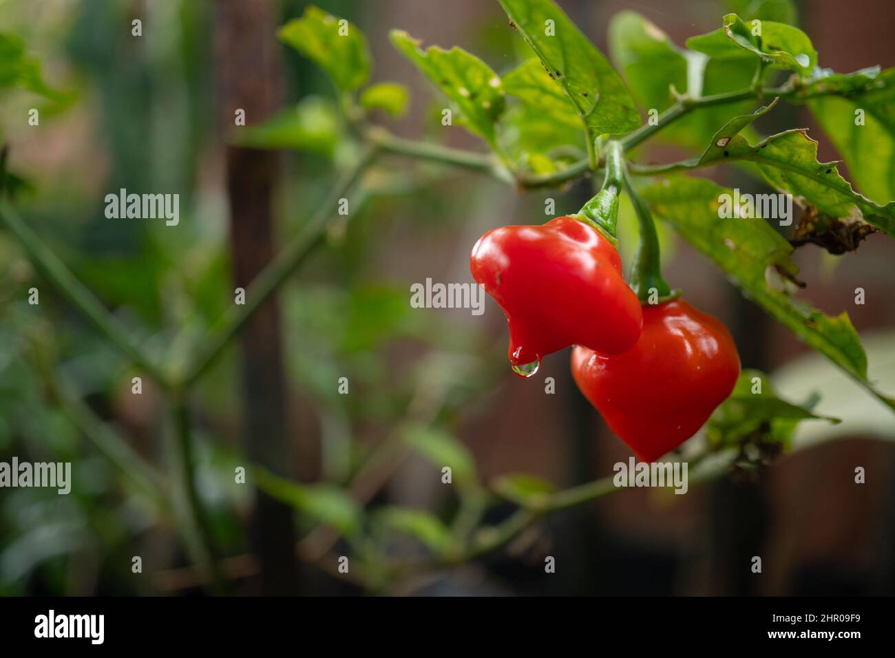 Spicy peppers brazil hi-res stock photography and images - Alamy