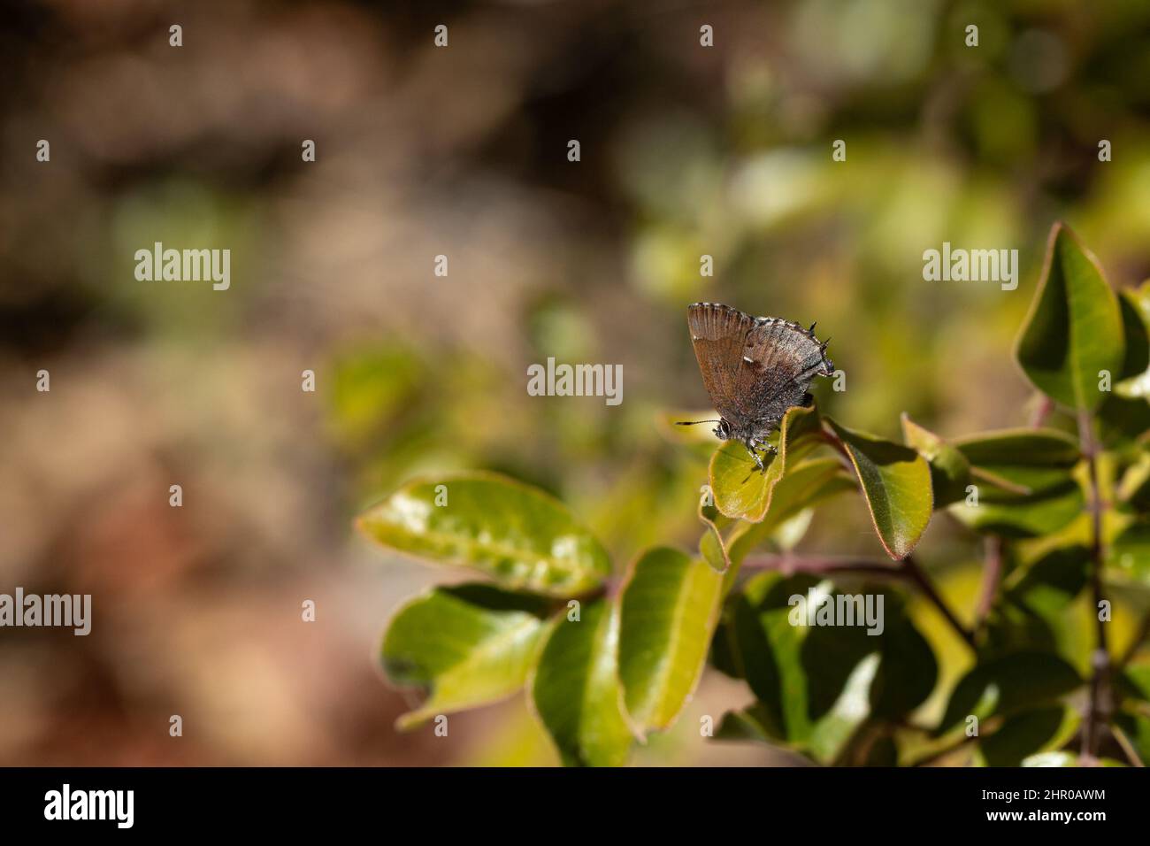 A tiny, brown, Henry's Elfin perches on an Evergreen Sumac leaf in the ...