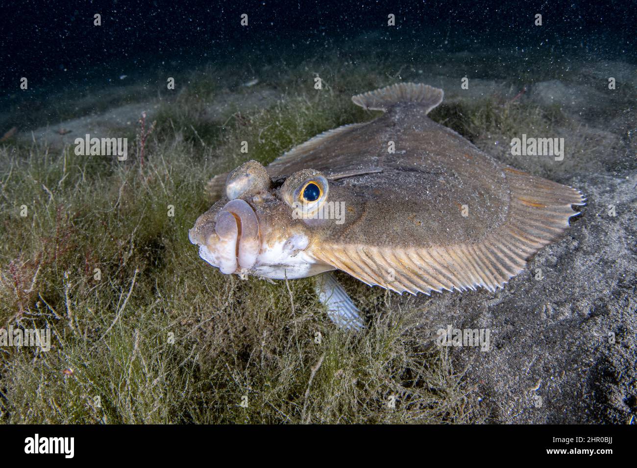 Common dab (Limanda limanda) portrait, Flatanger, coastal commune in ...