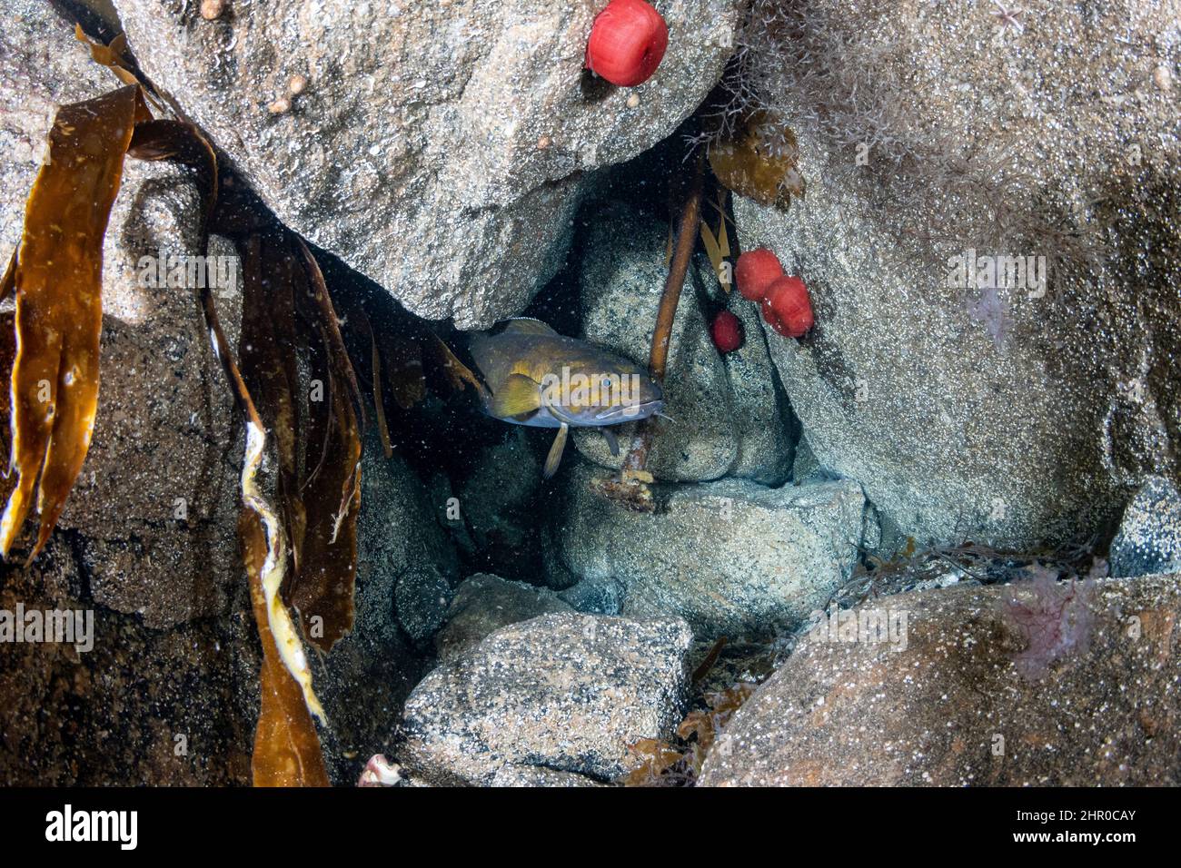 Tadpole fish raniceps raninus hi-res stock photography and images - Alamy