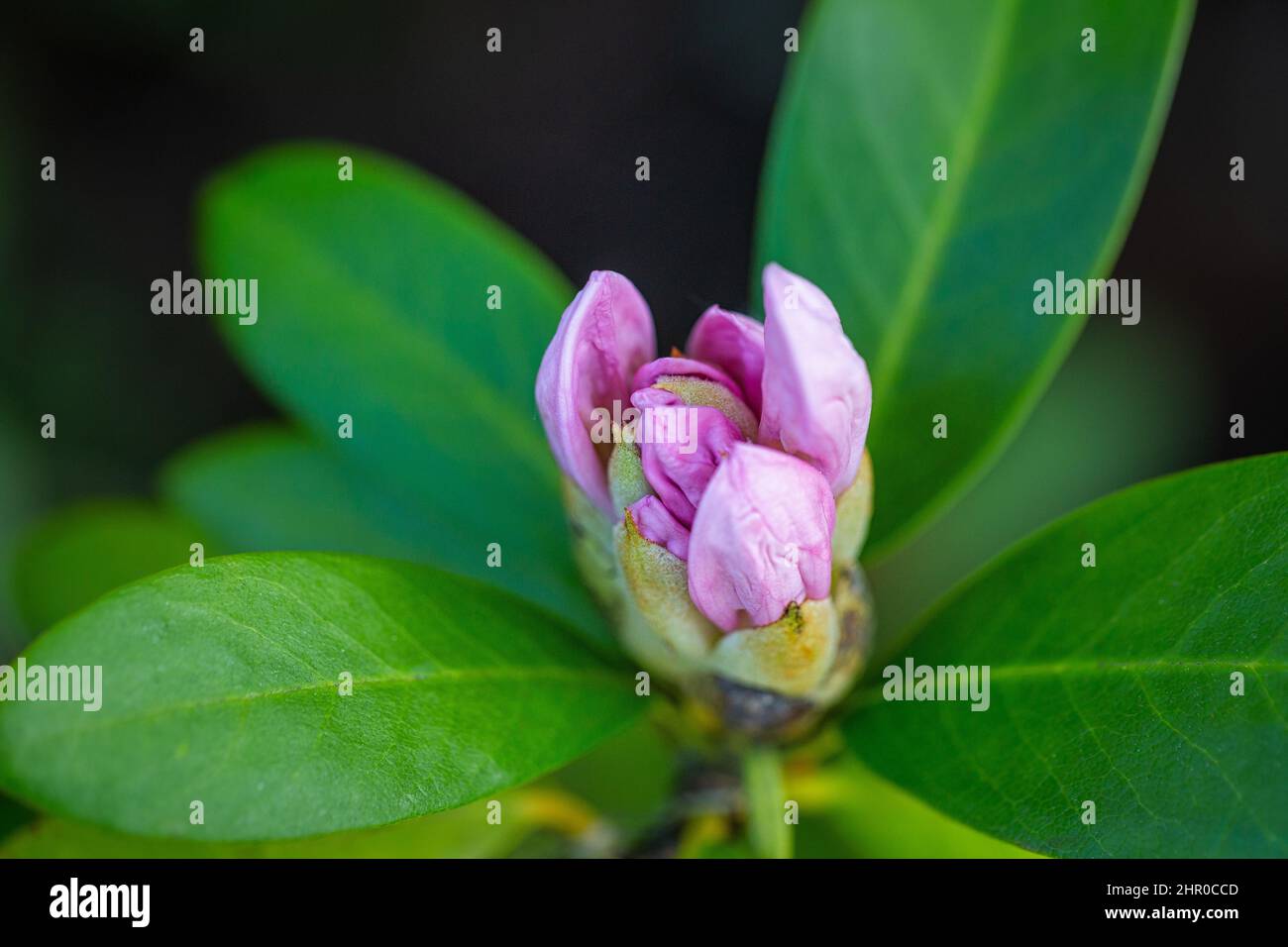 Rhododendron flowers on summer hi-res stock photography and images - Alamy