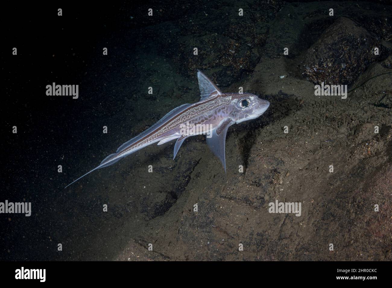 Ratfish or Rabbitfish (Chimaera monstrosa) photographed on a night dive ...