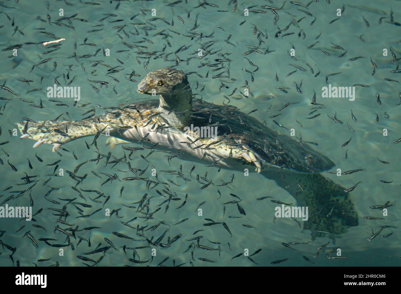 A spiny softshell turtle floats among tiny fish in a freshwater pool at ...