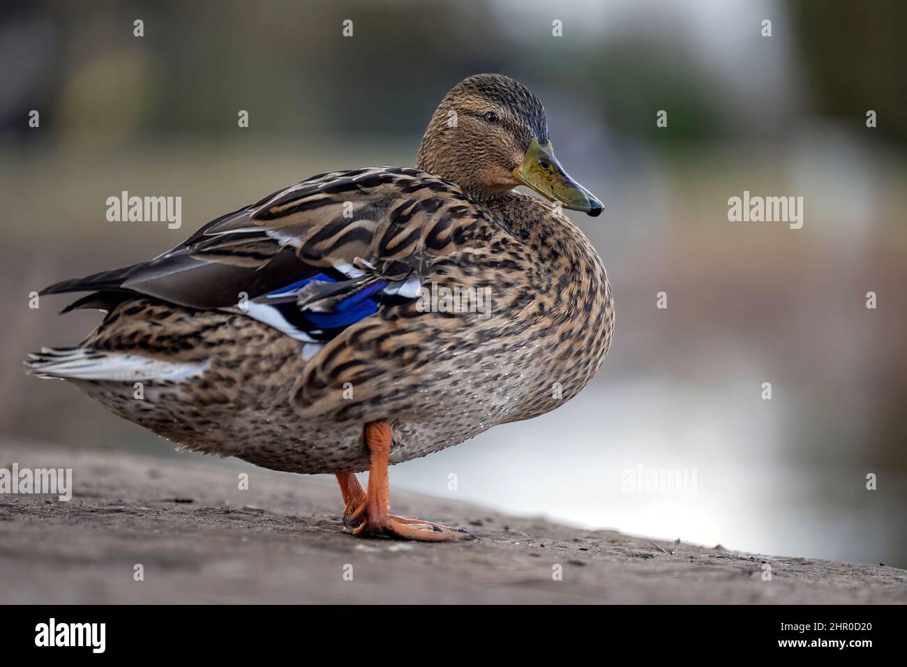 The duck climbed out of the stream and stands on the shore Stock Photo ...