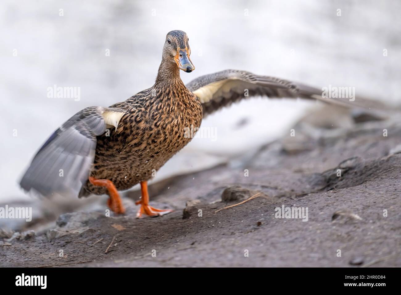 Ducks flying over head in hi-res stock photography and images - Alamy
