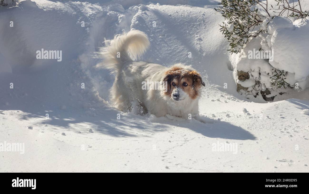 Greek shepherd dog white color with brown head play with the snow after ...