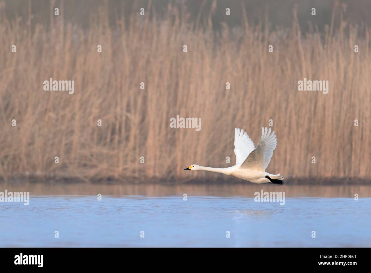 Reed bed birds hi-res stock photography and images - Alamy