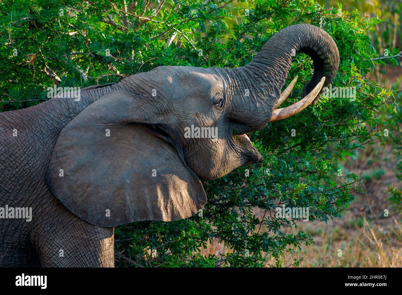 African bush elephant or African savanna elephant (Loxodonta africana ...