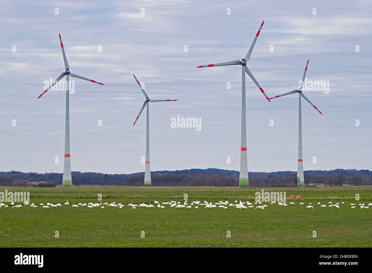 Flock of tundra swans / Bewick's swans (Cygnus bewickii / Cygnus ...