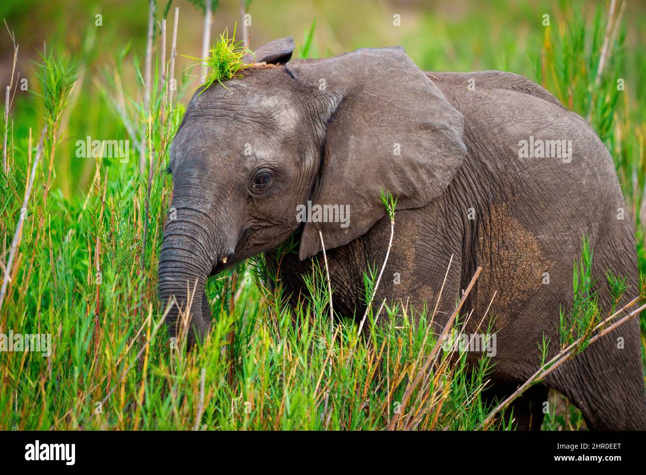 African bush elephant or African savanna elephant (Loxodonta africana ...