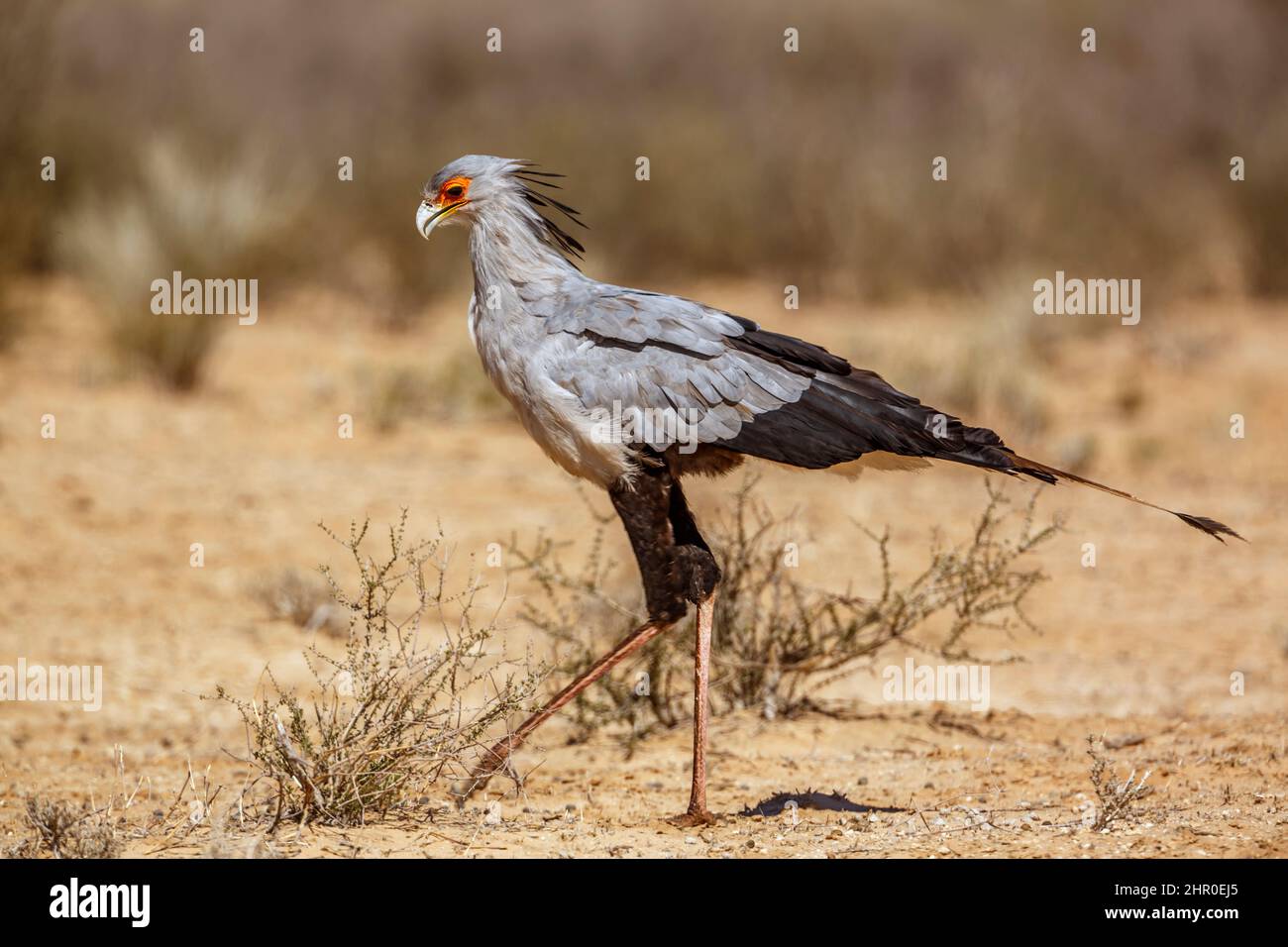 Sagittariidae hi-res stock photography and images - Alamy