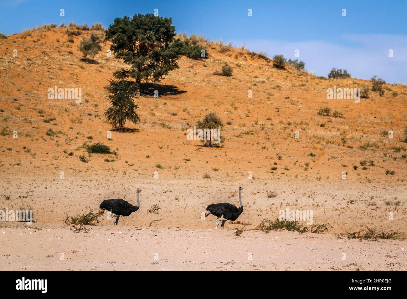 African Ostrich (Struthio camelus) couple in desert habitat scenery in ...