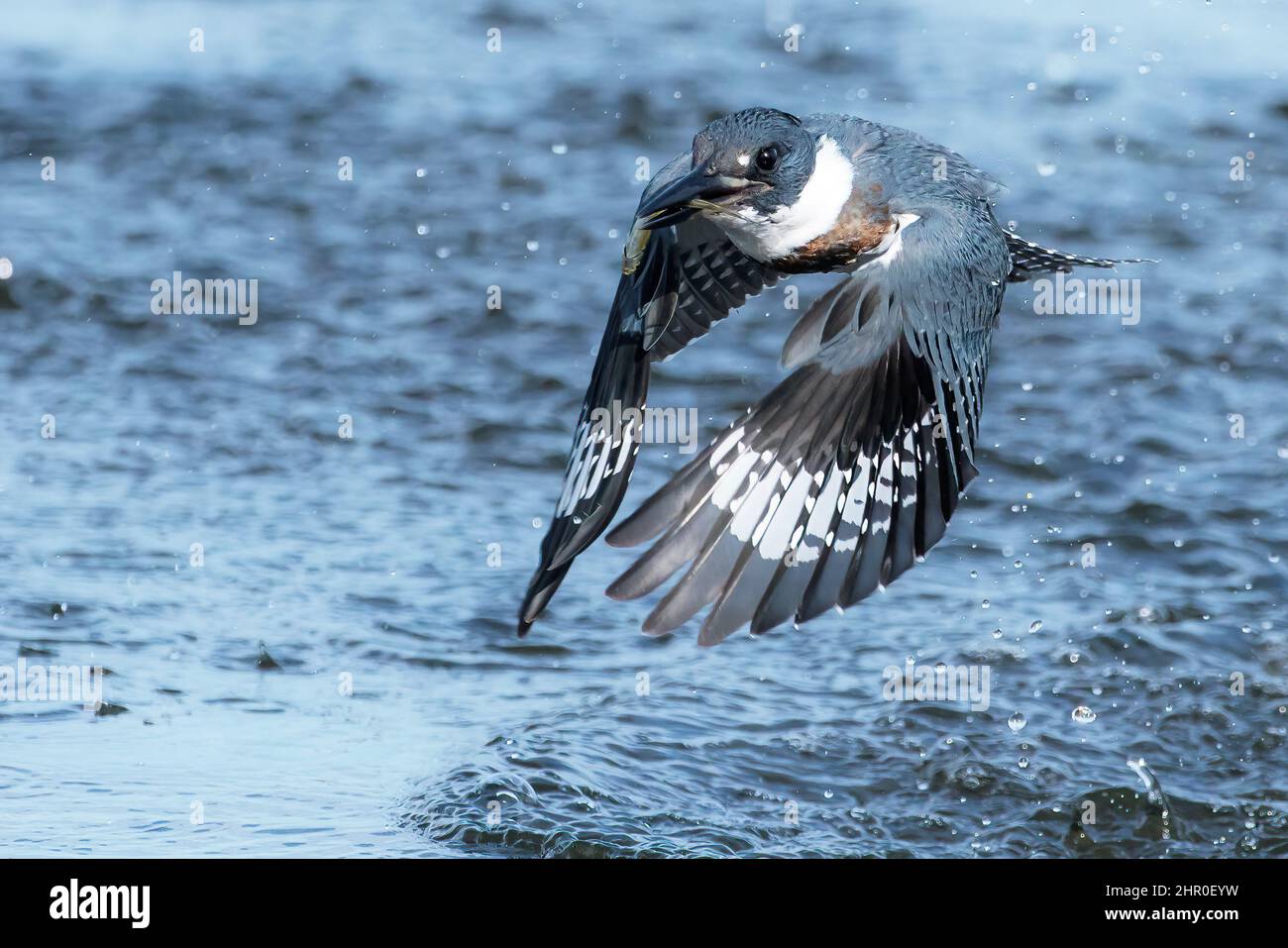Belted Kingfisher In Flight