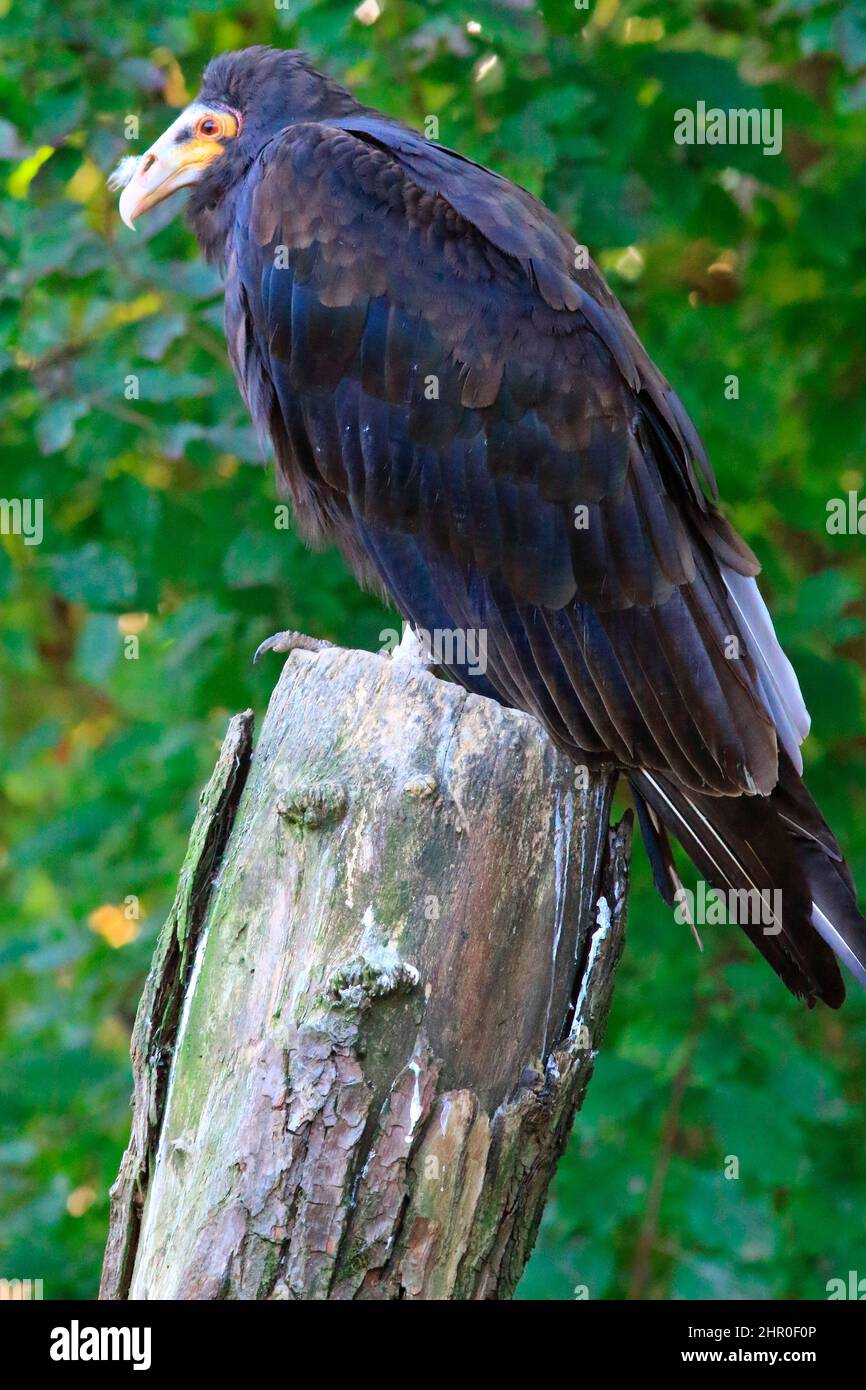 Lesser yellow-headed vulture (Cathartes burrovianus) on a pole Stock ...